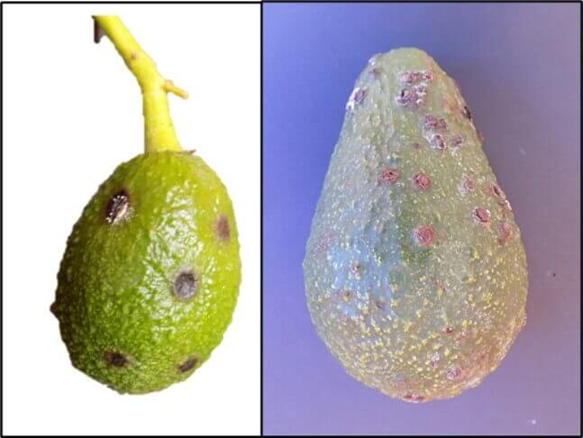 Enfermedades del Cultivo de Aguacate | Intagri S.C.